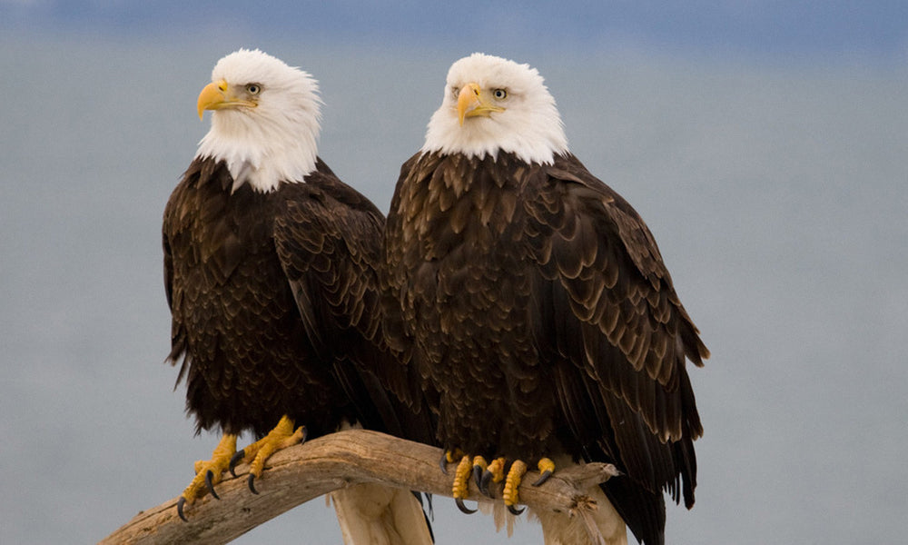 Fun with Ambiguous Images