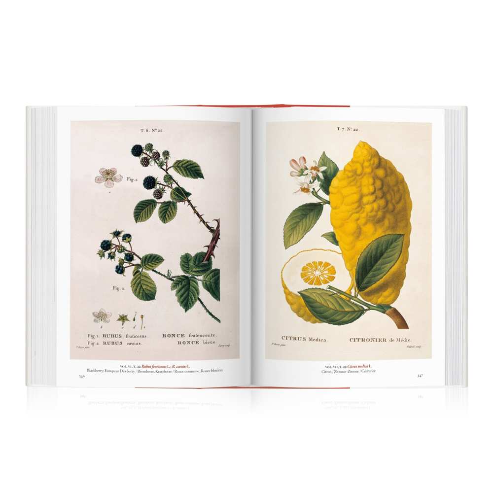 A Garden Eden: Masterpieces of Botanical Illustration by Hans Walter Lack