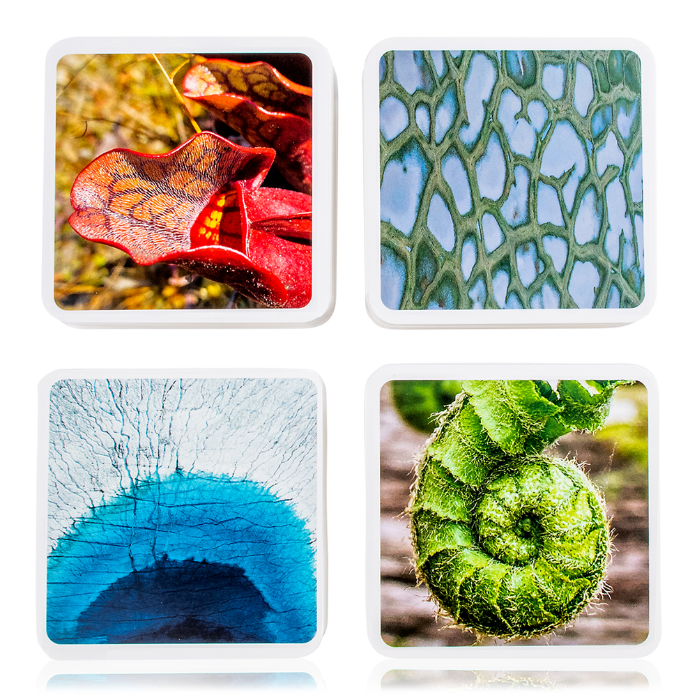 OuiSi Nature: Games of Visual Connection